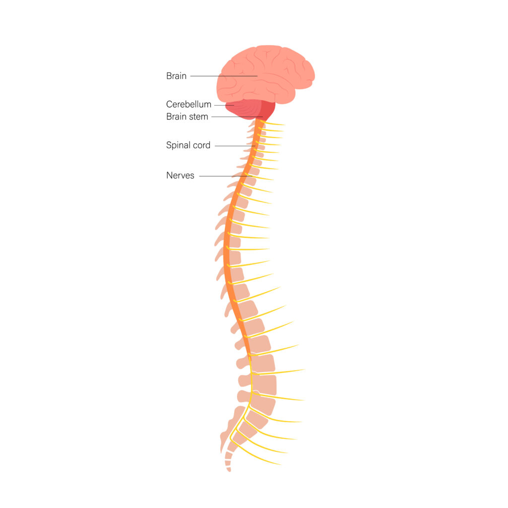 Nervous System - SpinePain Solutions