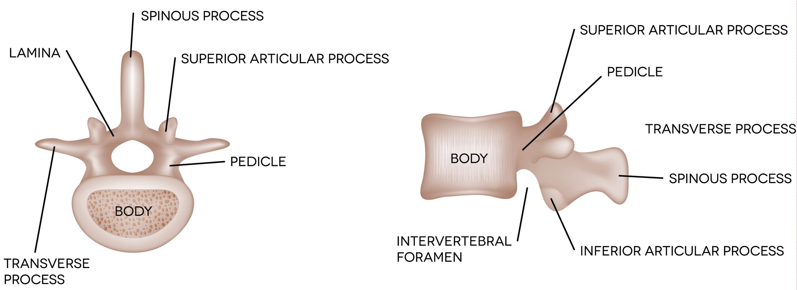 Intervertebral Foramen Contents